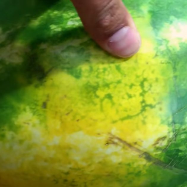 Farmer Shows How To Pick The Sweetest Of Watermelons