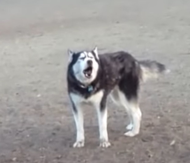 Husky Throws Temper Tantrum When It’s Time To Leave Park