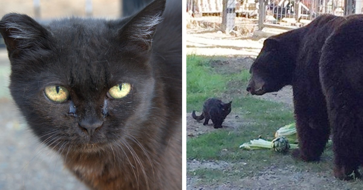 Little cat drops into elderly black bear’s enclosure and refuses to leave