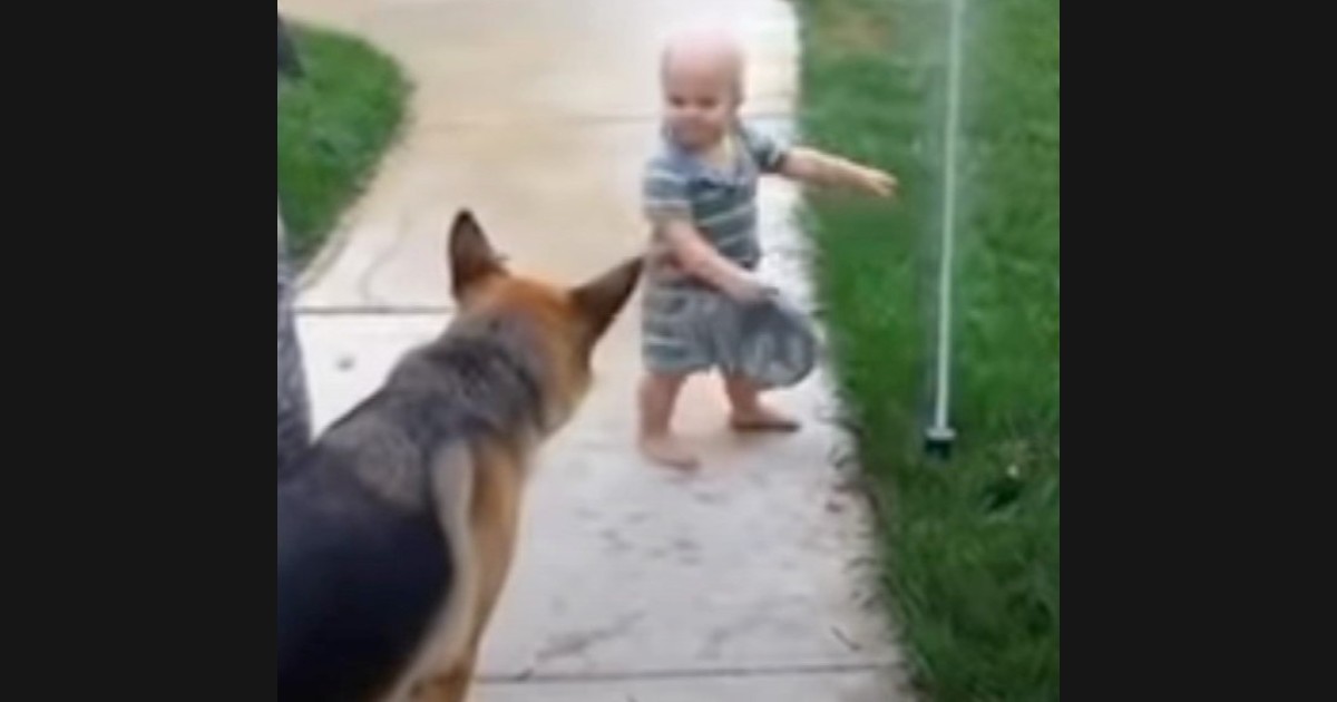 Baby helps German Shepherd overcome fear of sprinkler
