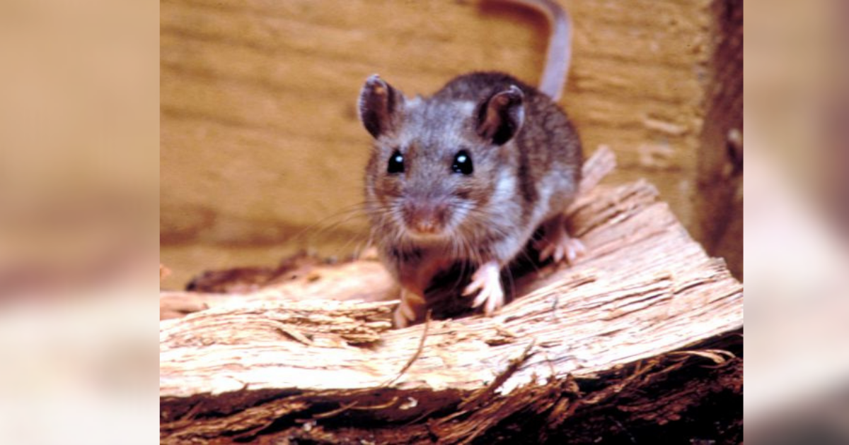 30+ truly effective ways to keep mice away of your home