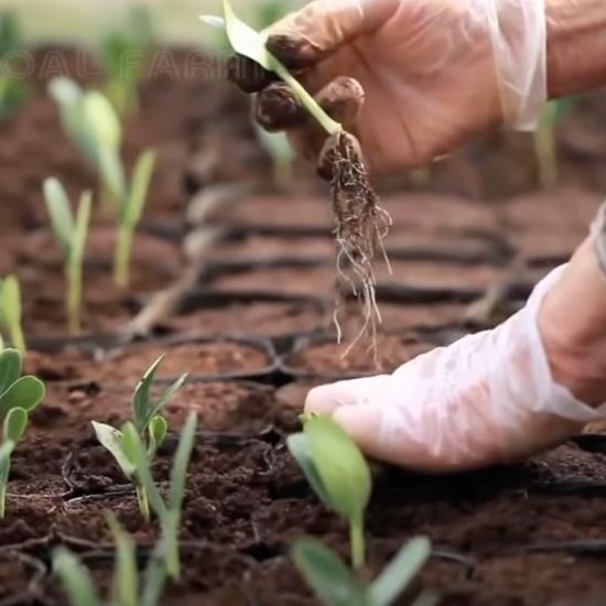 These rare Japanese black watermelons are the most expensive in the world