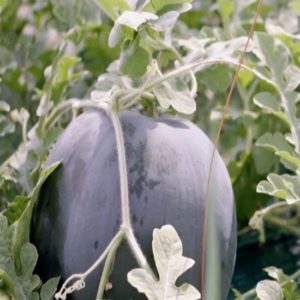 These rare Japanese black watermelons are the most expensive in the world