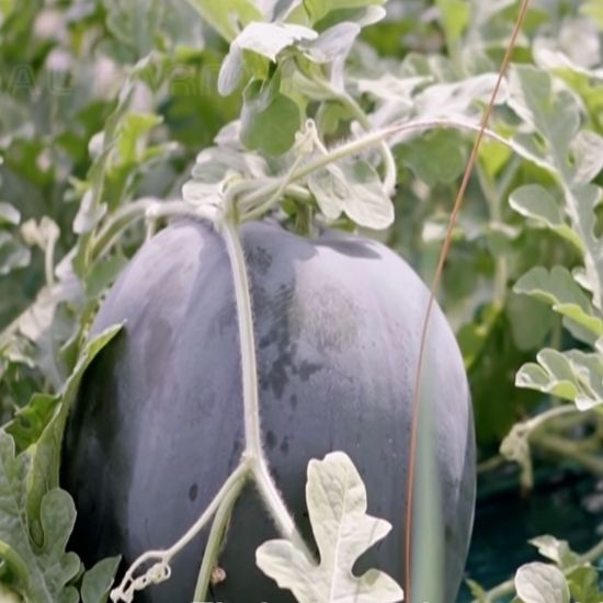 These rare Japanese black watermelons are the most expensive in the world
