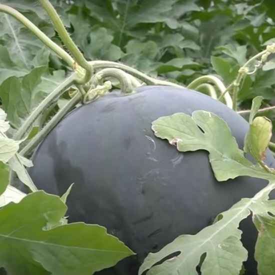 These rare Japanese black watermelons are the most expensive in the world