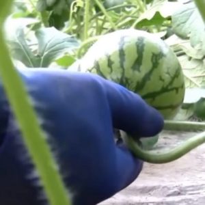 These rare Japanese black watermelons are the most expensive in the world