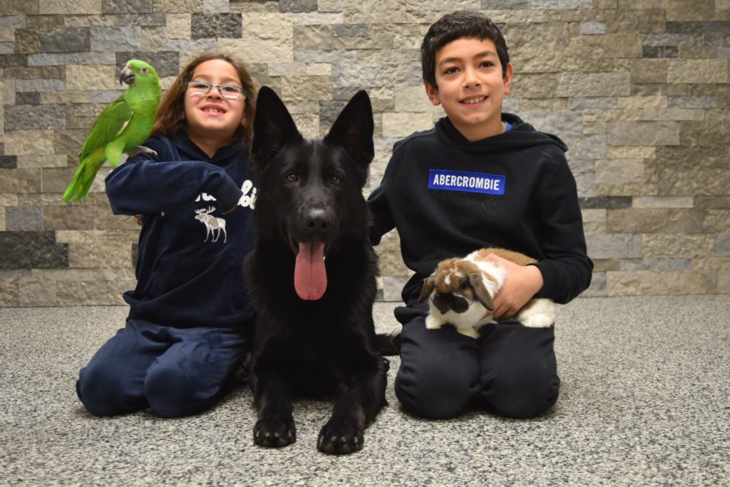 Little girl shows her incredible handling skills with German Shepherd ...