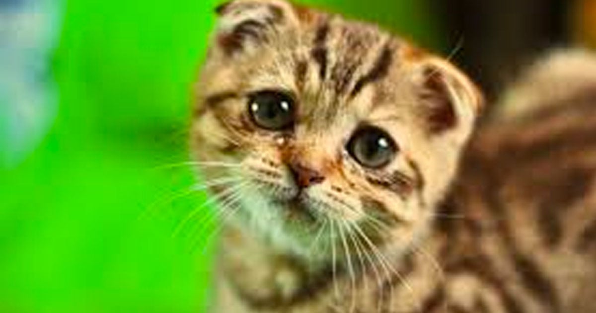 35 choses que vous ne devriez JAMAIS faire à votre chat