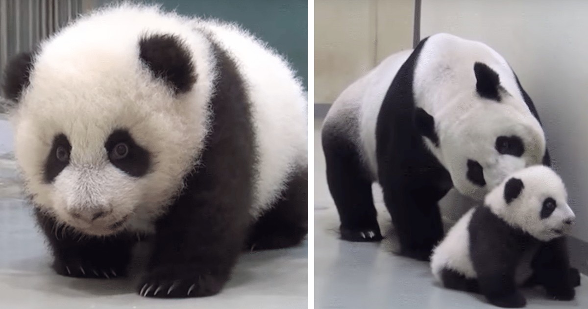 Baby panda adorably tries to run away from nap time