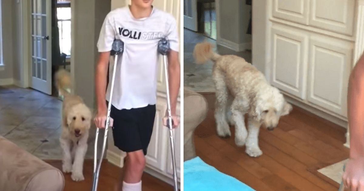 Precious dog fakes limp to imitate owner on crutches