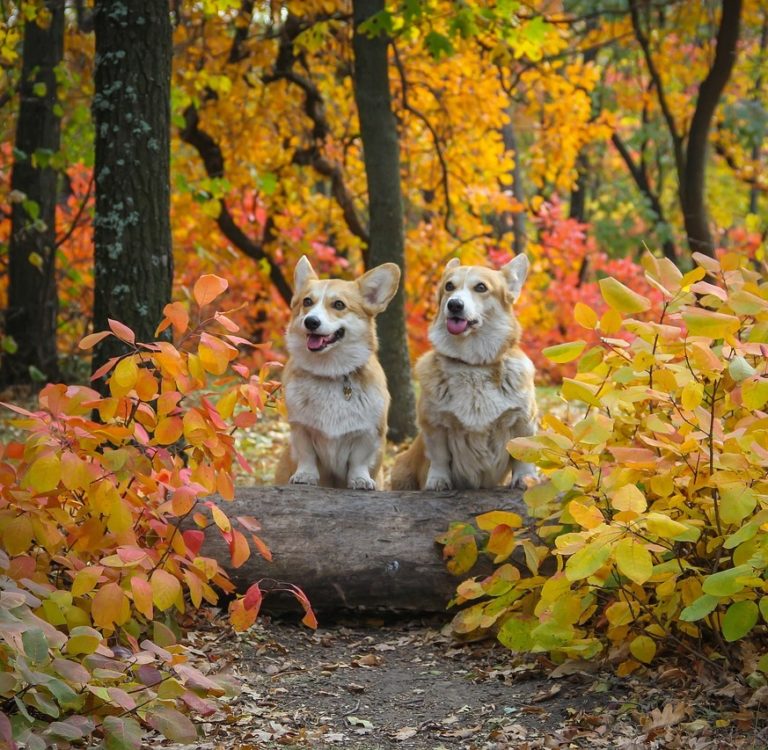 Corgi puppy tries to pick a fight with teeny pumpkin and rakes in 4.5M ...
