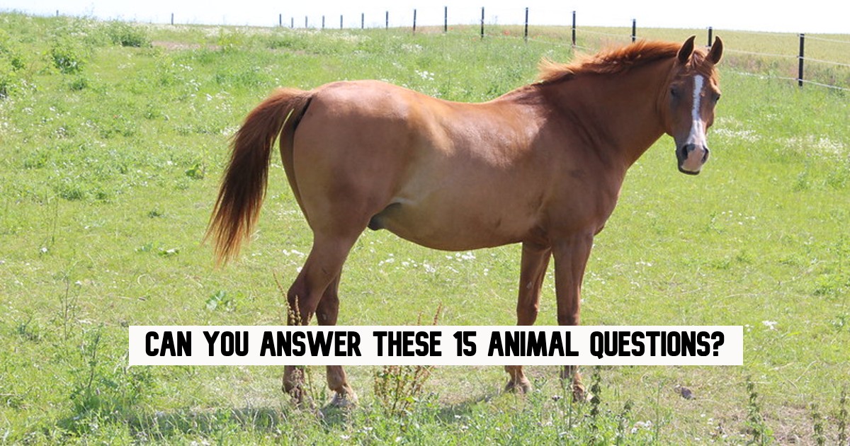 15 Tricky questions for animals lovers
