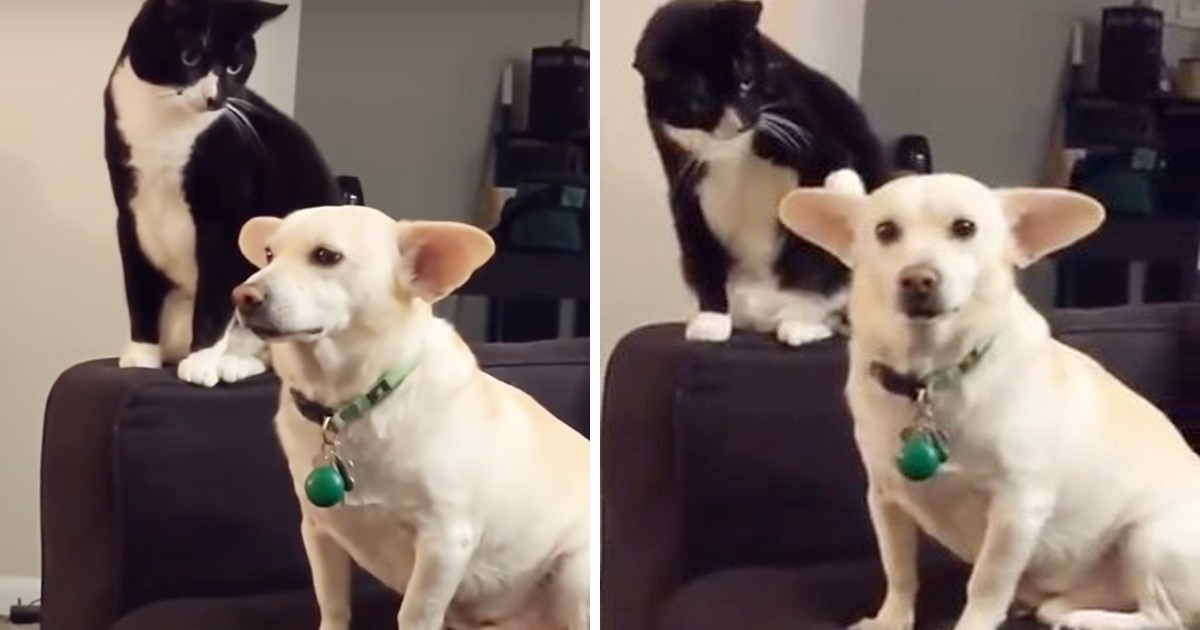 Unsuspicious pup hilariously receives cat’s wrath