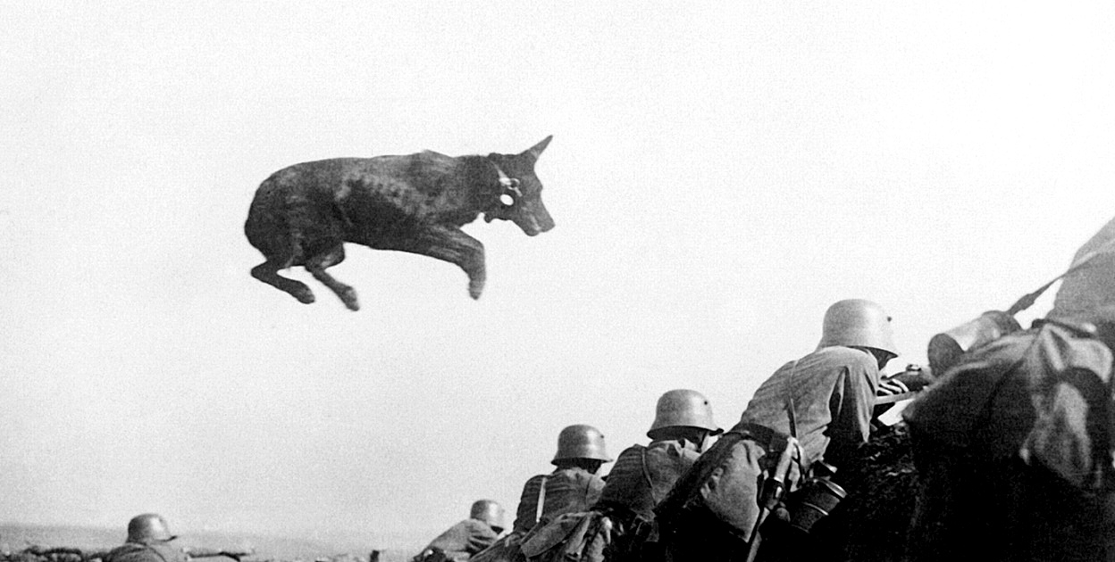 15 photos of the most heroic dogs in history