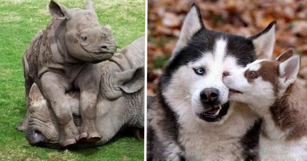 40+ baby animals annoying their moms that will make you laugh