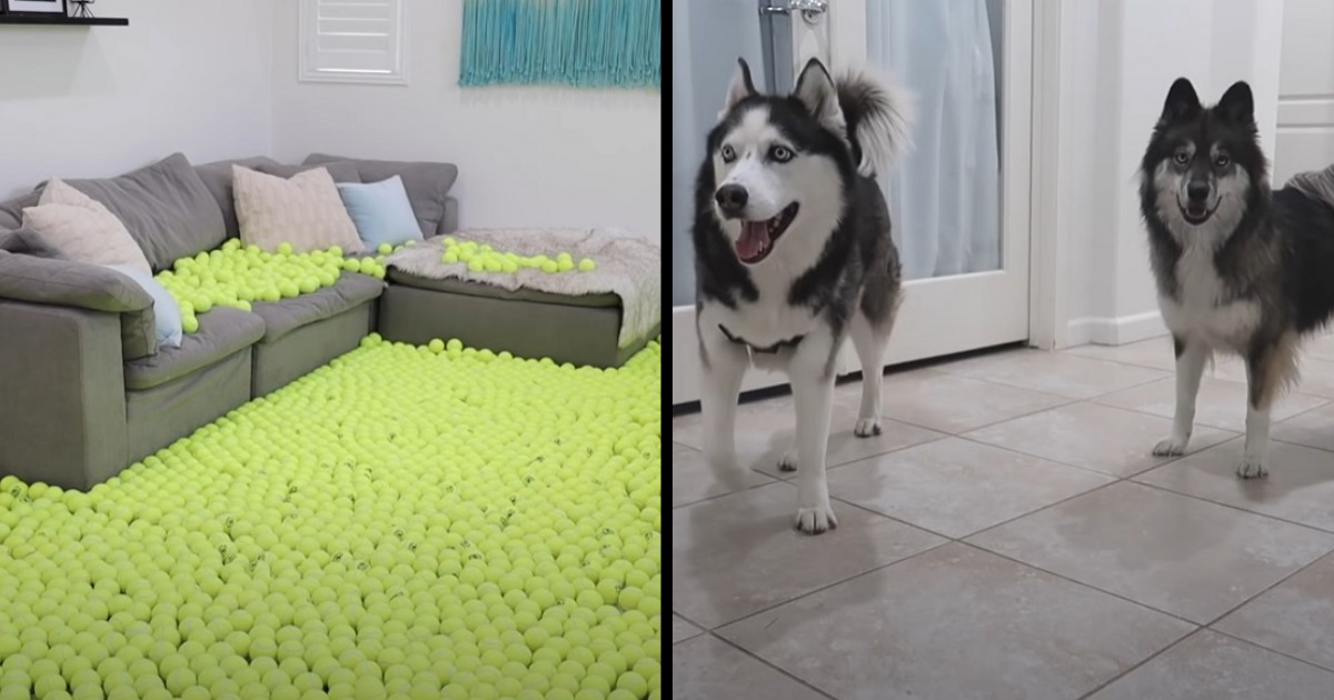 Guy leaves dogs home alone with 2,000 tennis balls and films their ...