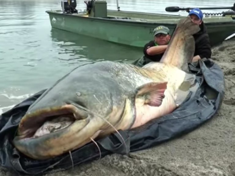 Fisherman potentially breaks records reeling in incredible 9-foot-long ...