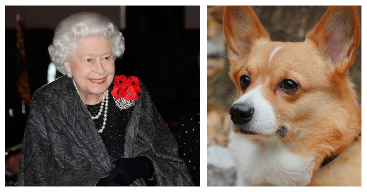 The Royal Family announces the late Queen’s beloved dogs just found a ...
