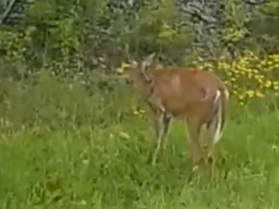 “Zombie deer” sightings have now been confirmed by officials in 13 counties