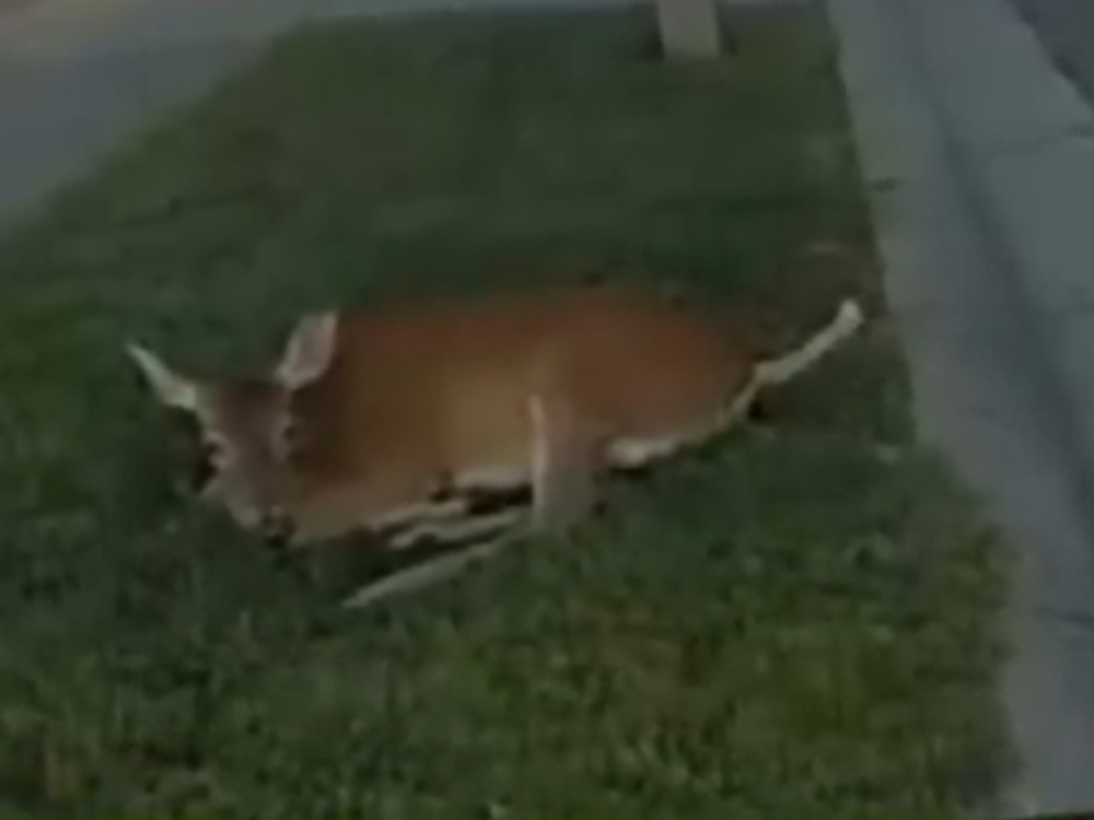 “Zombie deer” sightings have now been confirmed by officials in 13 counties