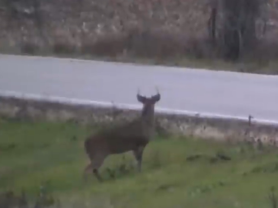 “Zombie deer” sightings have now been confirmed by officials in 13 counties