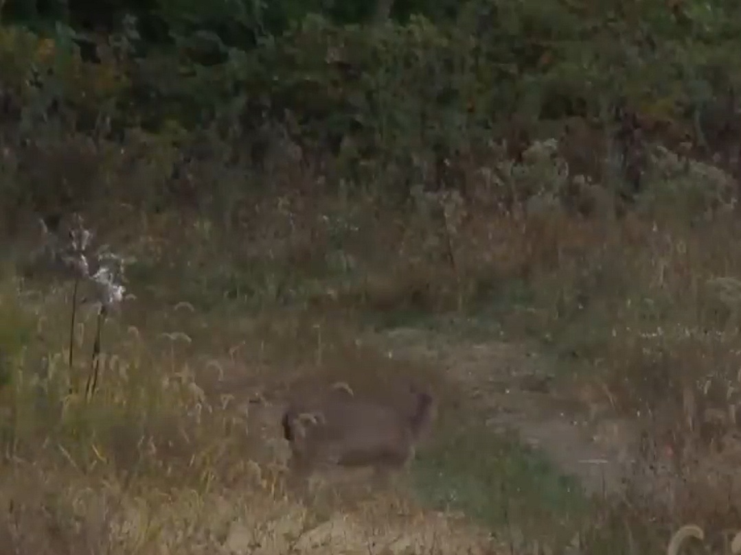 “Zombie deer” sightings have now been confirmed by officials in 13 counties