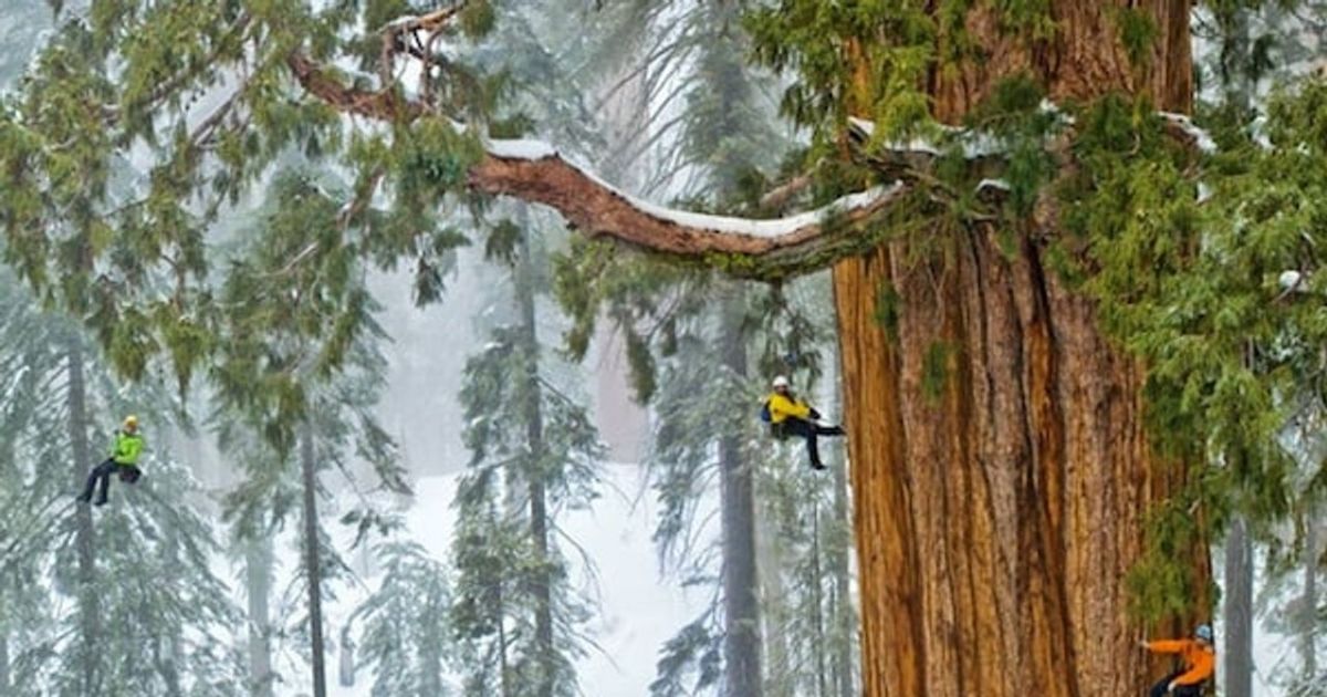 World’s second-oldest tree is so big it has never been photographed in ...