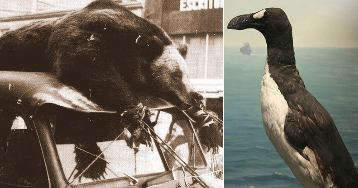 13 Animals Settlers in America Saw, But We Never Will