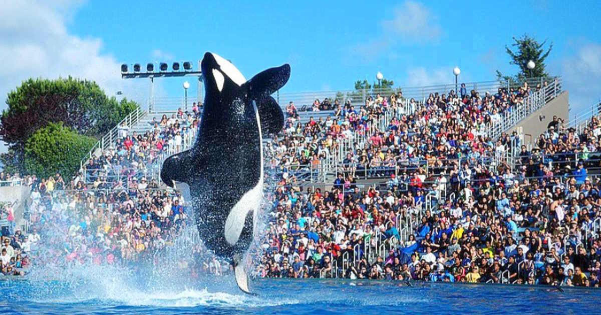 The 10+ Most Tragic Incidents That Ever Happened at SeaWorld