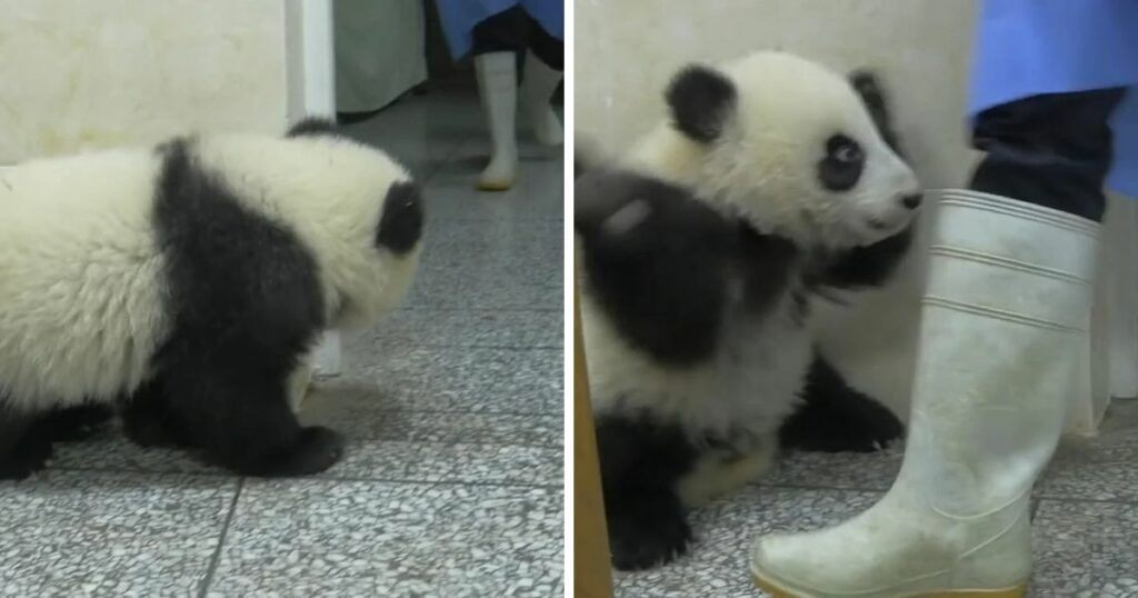 Adorable panda bear melts over 1M hearts waiting behind wall to “scare ...