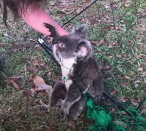 Trapped koala gives woman “thank you” after being freed from fence