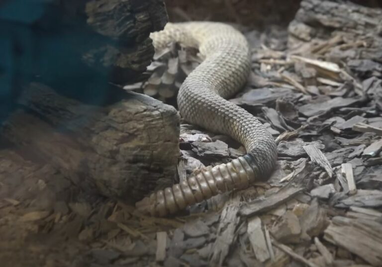 Man slices into rattle snake tail to see what it looks like inside