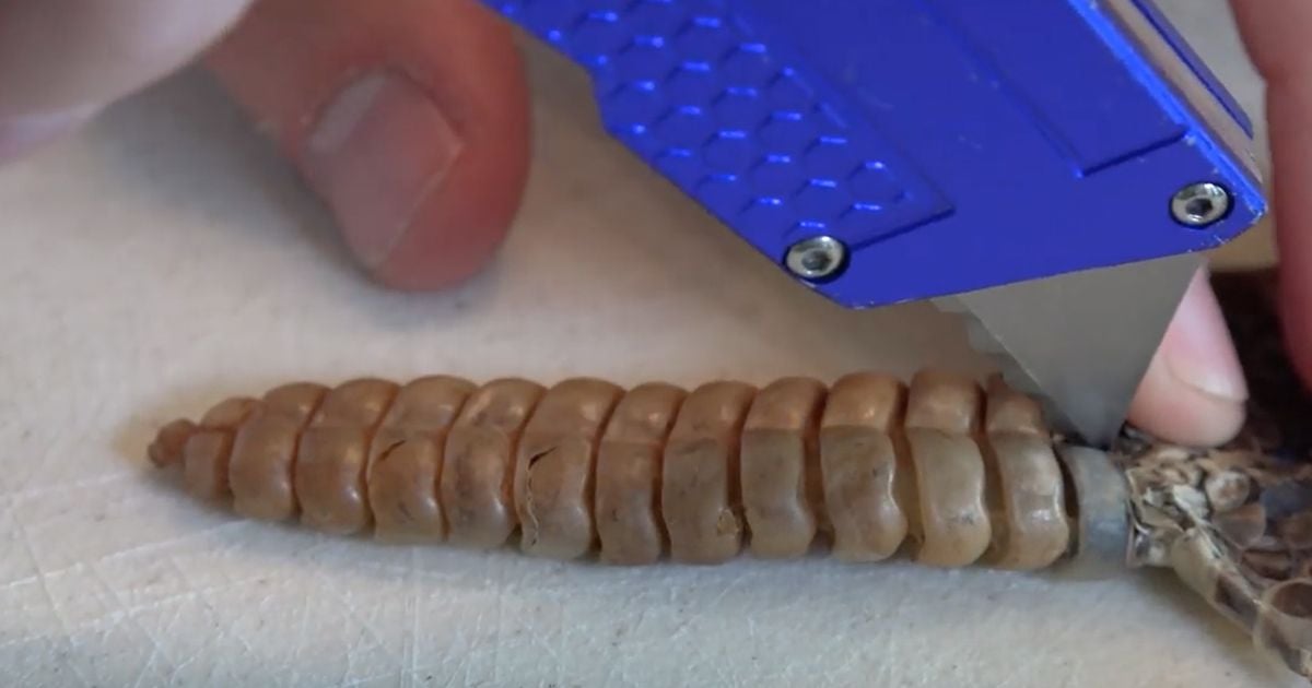 Man slices into rattle snake tail to see what it looks like inside