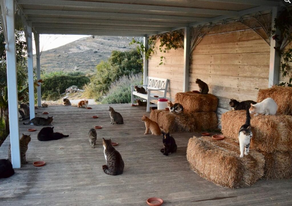 Cat sanctuary situated on a beautiful Greek island is looking for ...