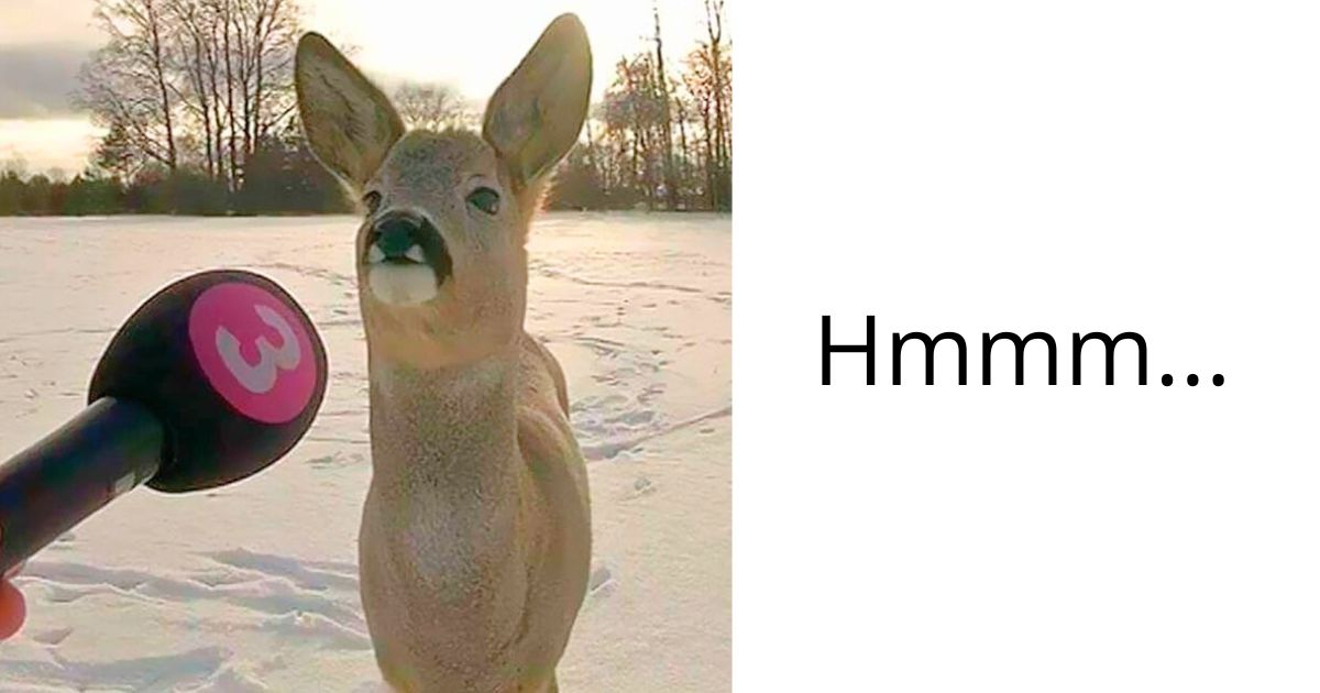 40 ‘Hmmm’ Pics That Raise More Questions Than They Can Possibly Answer