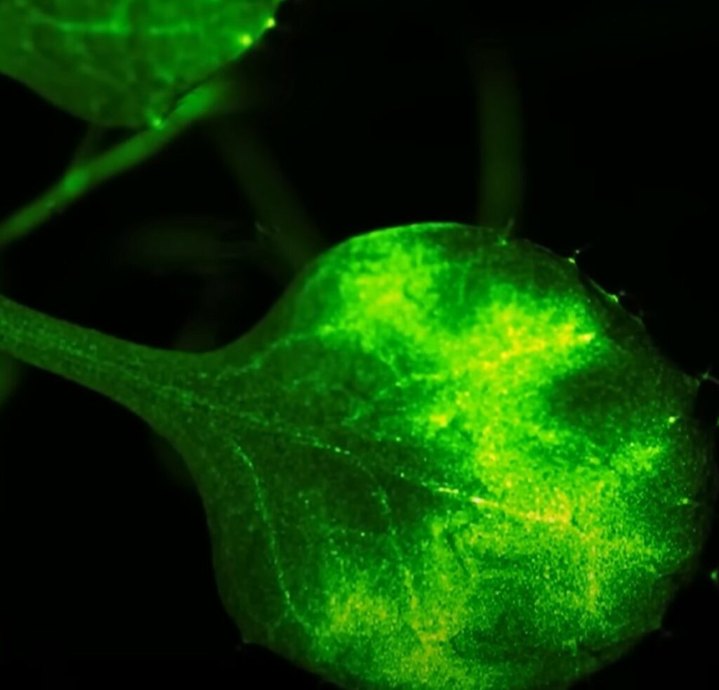 Video shows how plants “talk” to each other in “real-time” and it’s ...