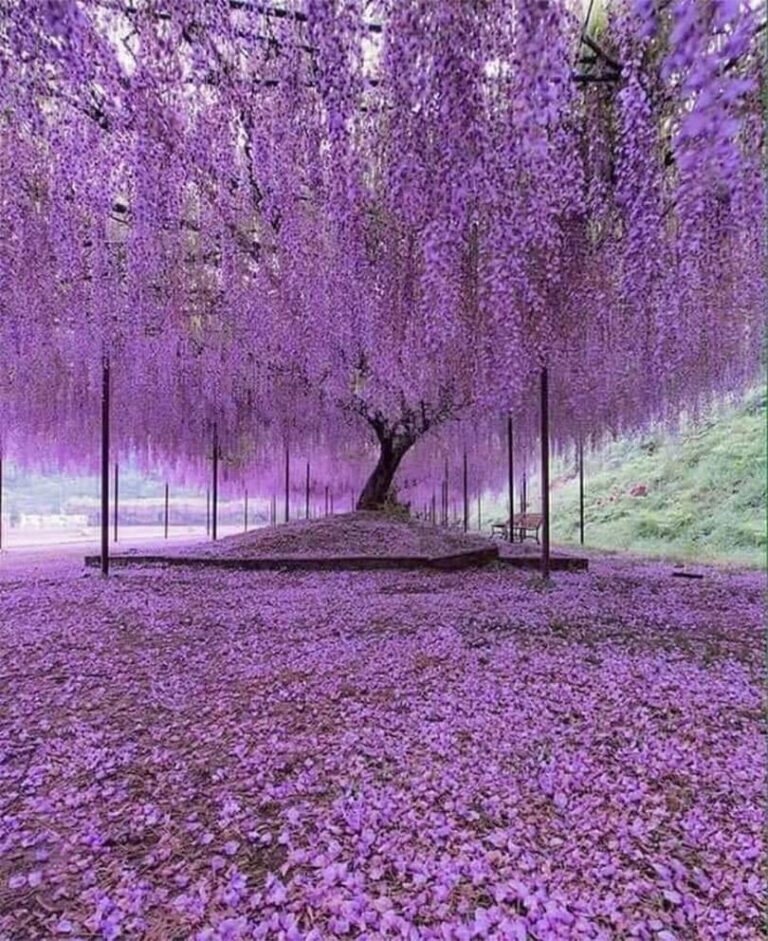 30+ Of The Most Beautiful Trees In The World