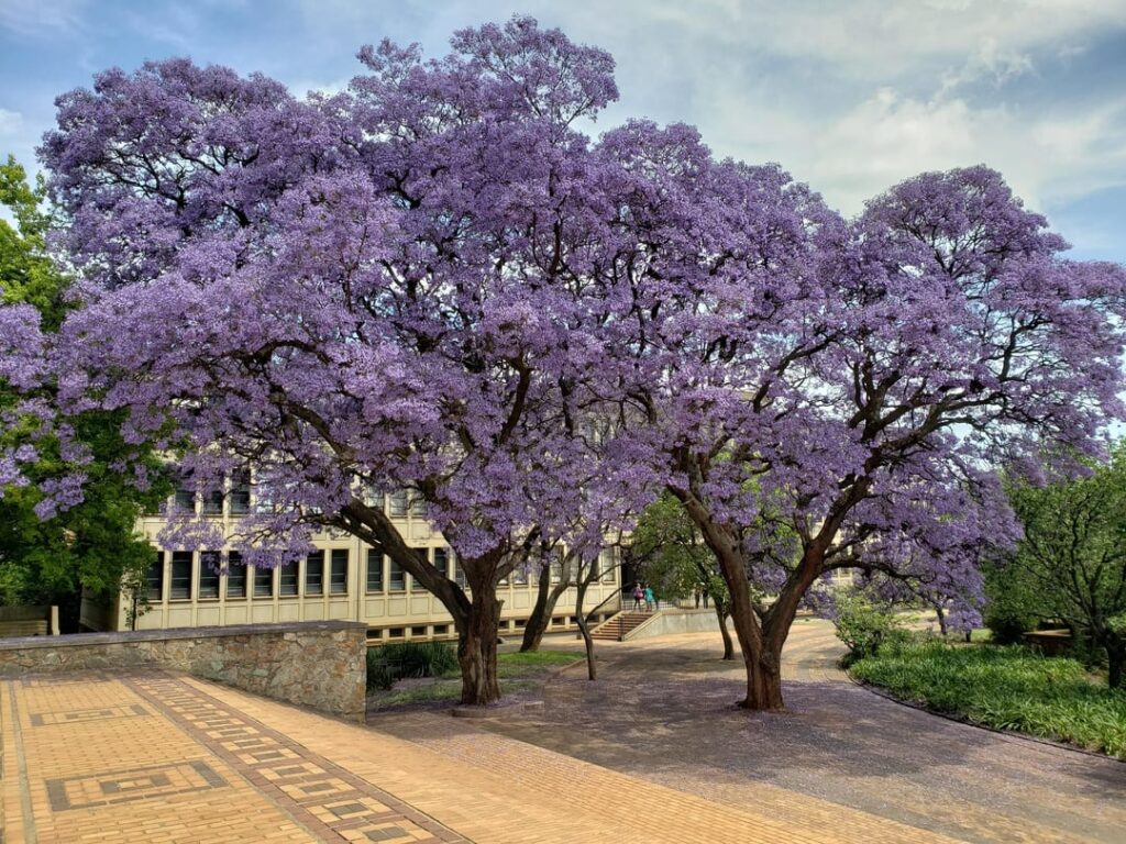 30+ Of The Most Beautiful Trees In The World