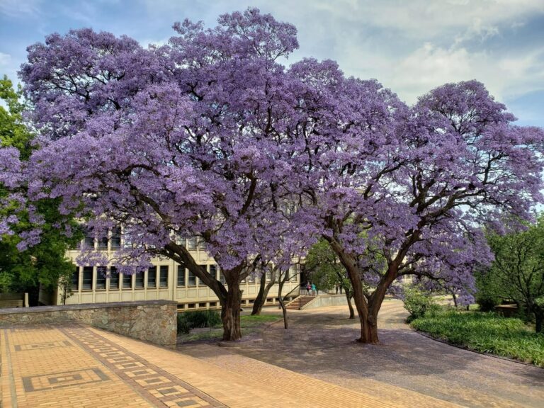 30+ Of The Most Beautiful Trees In The World