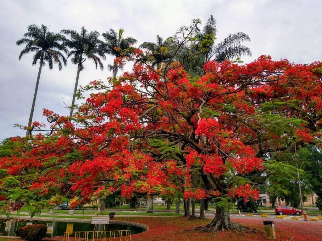 30+ Of The Most Beautiful Trees In The World