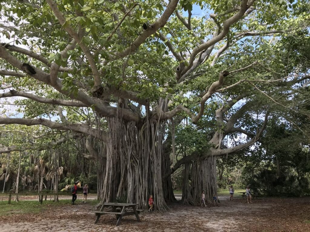 30+ Of The Most Beautiful Trees In The World