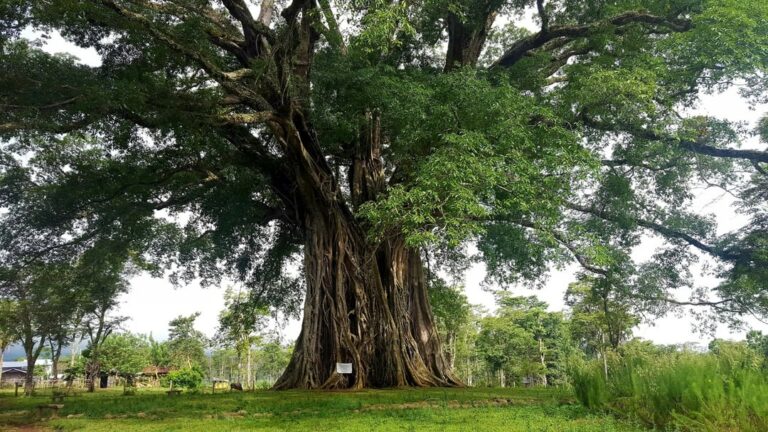 30+ Of The Most Beautiful Trees In The World