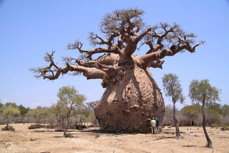 30+ Of The Most Beautiful Trees In The World