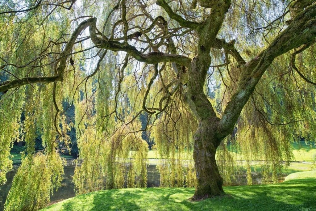 30+ Of The Most Beautiful Trees In The World