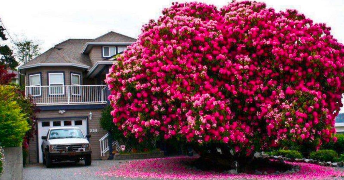 30+ Of The Most Beautiful Trees In The World