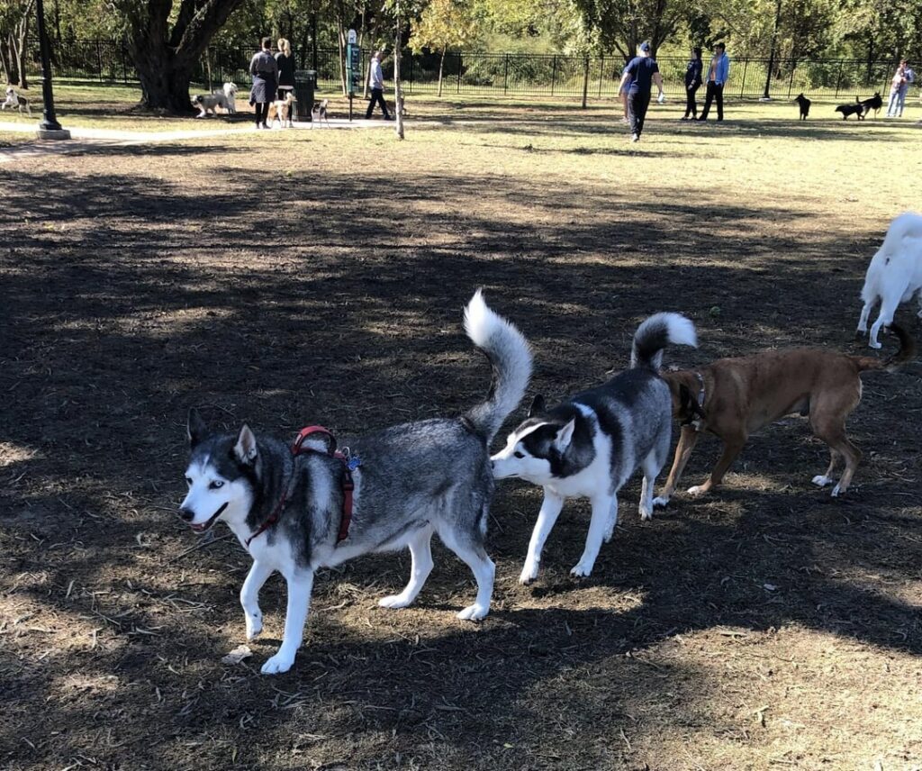 50 Types Of Dog Behavior And What They Mean To You