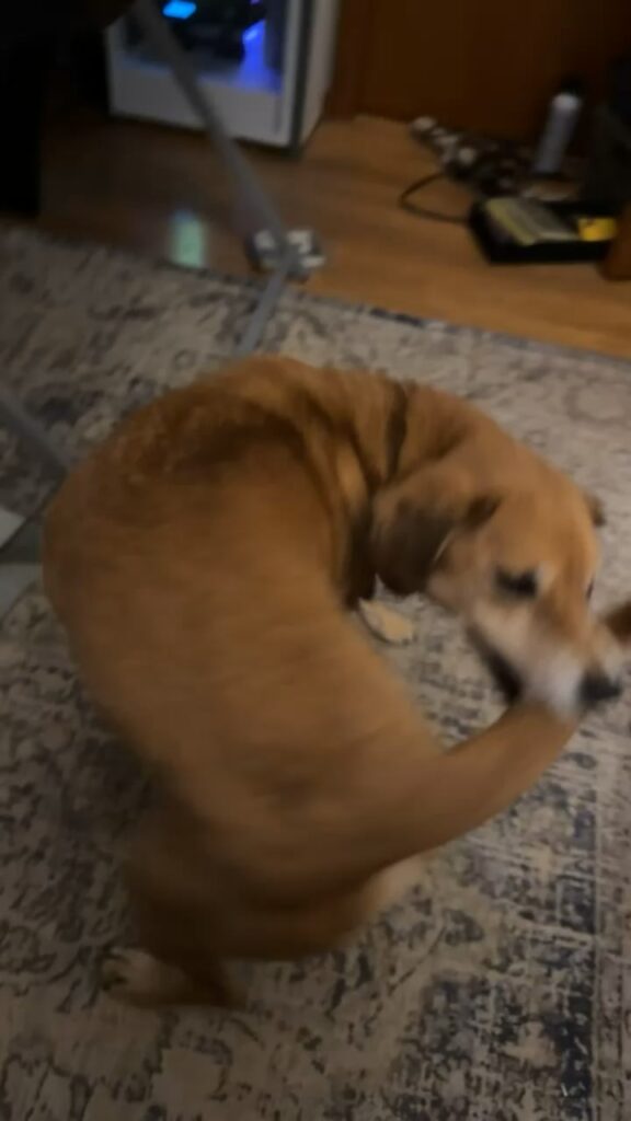 50 Types Of Dog Behavior And What They Mean To You