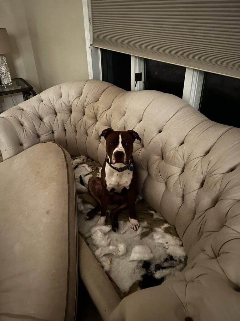 50 Types Of Dog Behavior And What They Mean To You