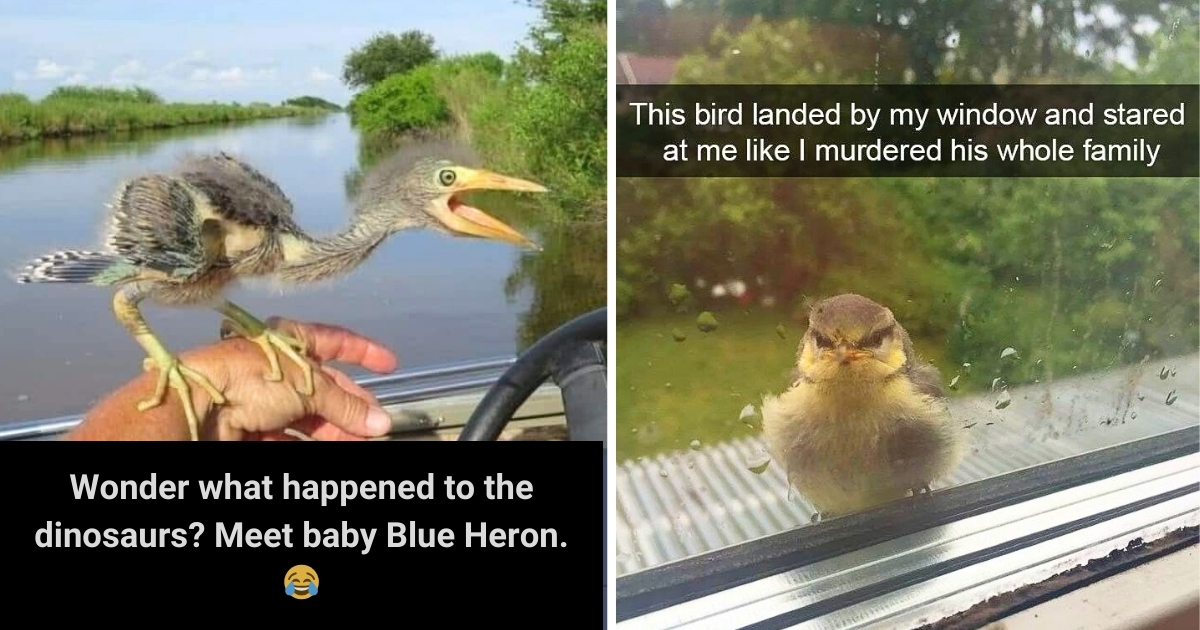 30 Hilarious Birds That Are Literally Too Unhinged For This World