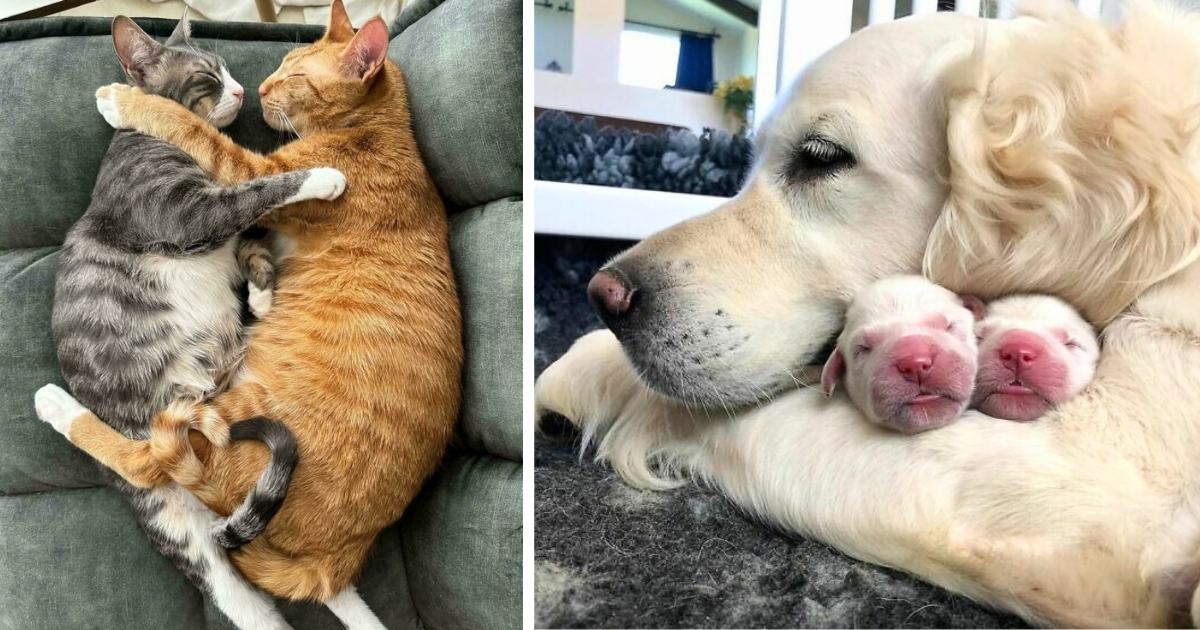 35 Animals So Insanely Cute Your Heart Will Squeal With Joy